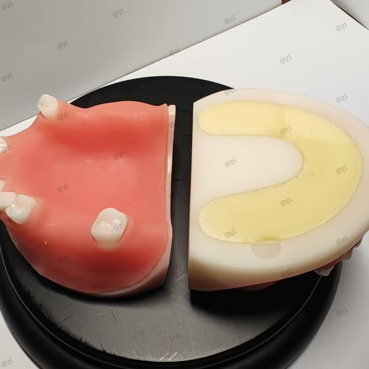 Maxillary Dental Suture Practice Model - Medical Model Manufacture ...