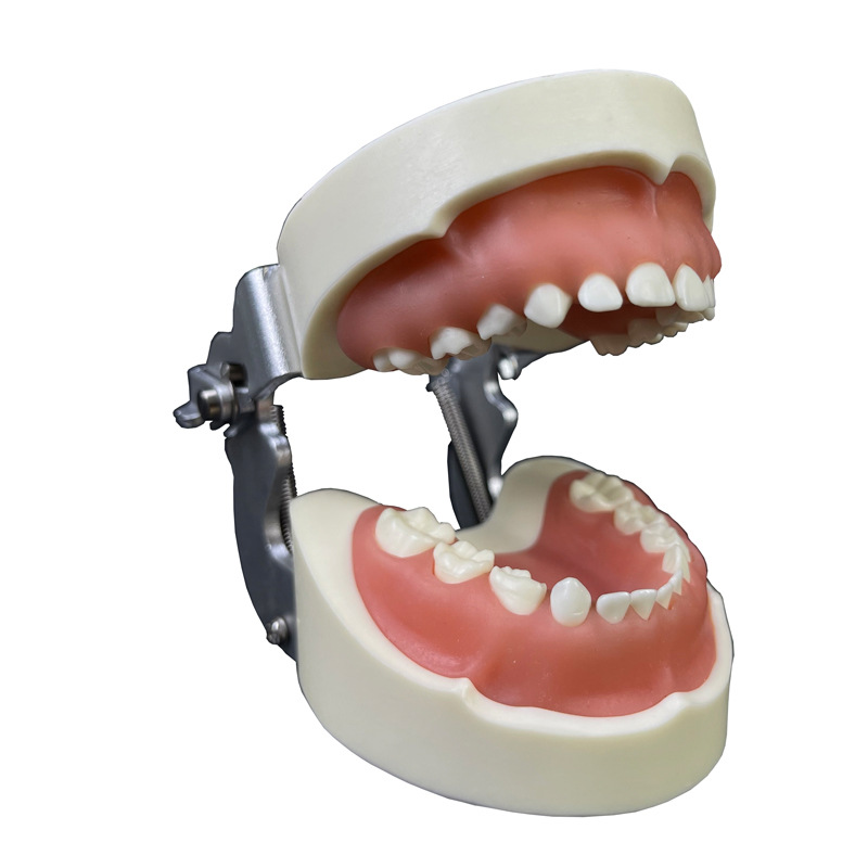 Primary Teeth Dental Model - Medical Model Manufacture-Zhongli Group