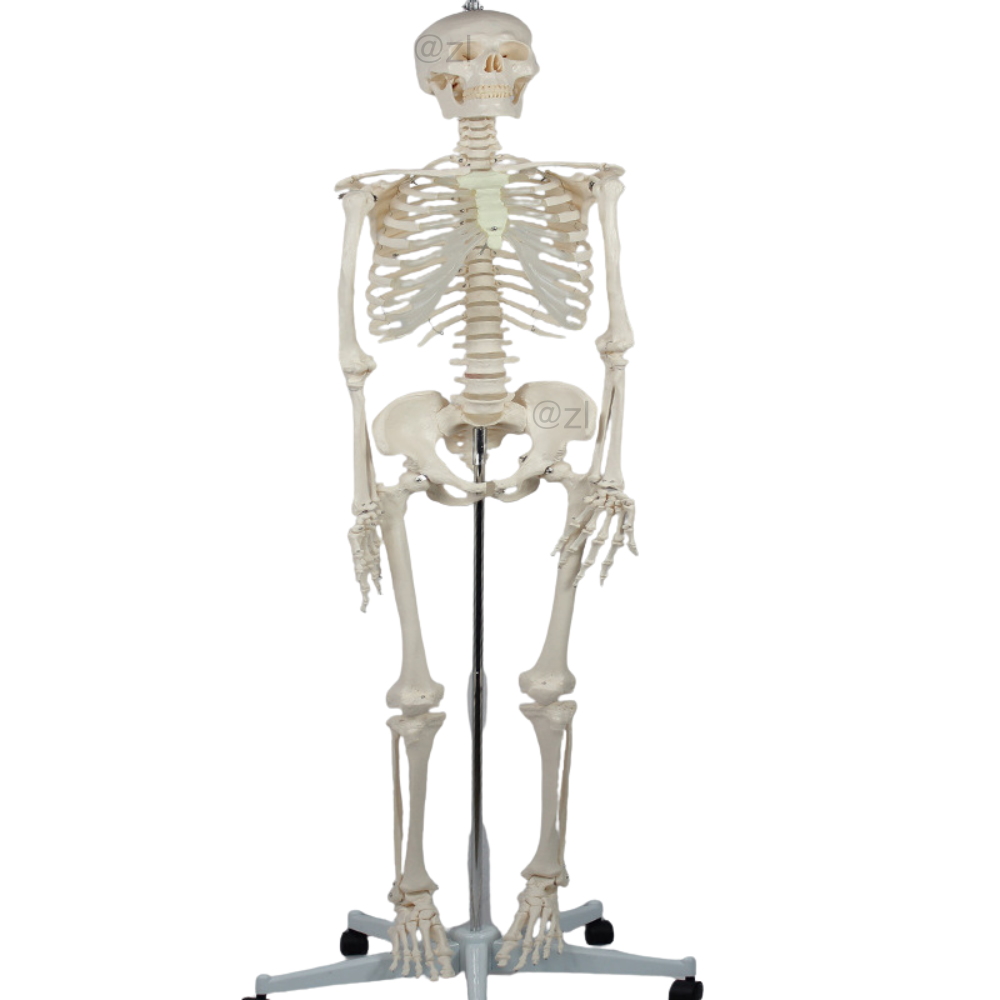 176cm Life Size Human Skeleton Model for Medical Education & Display