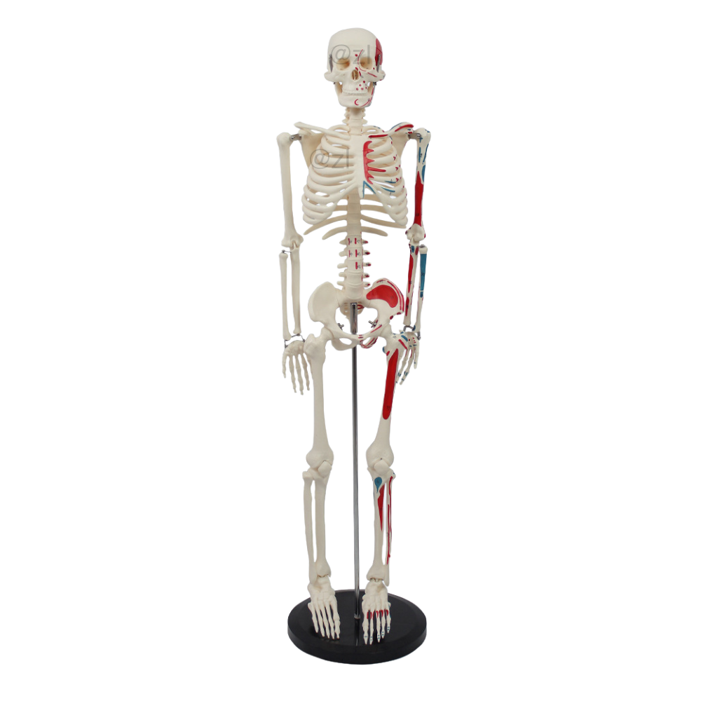 85CM Human Skeleton Model with Muscle and Nerve Markings for Anatomy ...