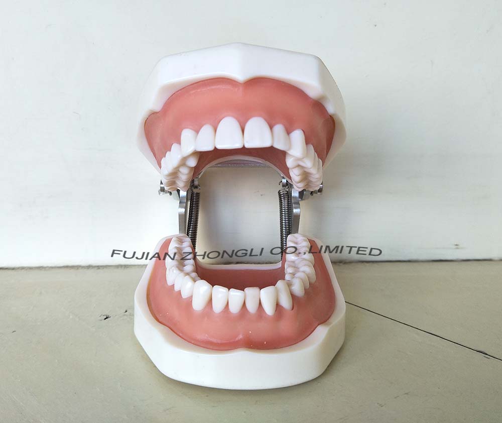 Prosthetic Restoration Typodont Teeth with Removable Screw Teeth ...