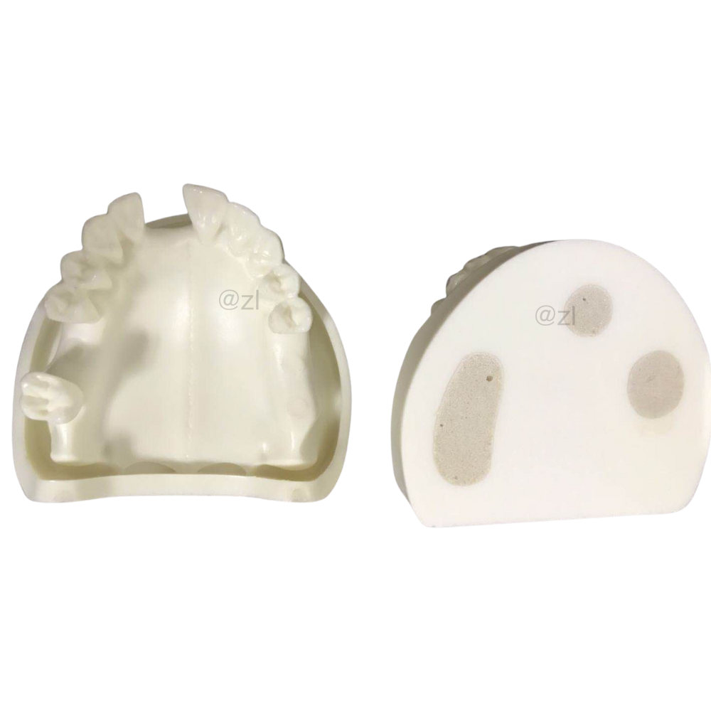 Maxillary Dental Implant Training Model with Drilling Holes and Fixed Teeth