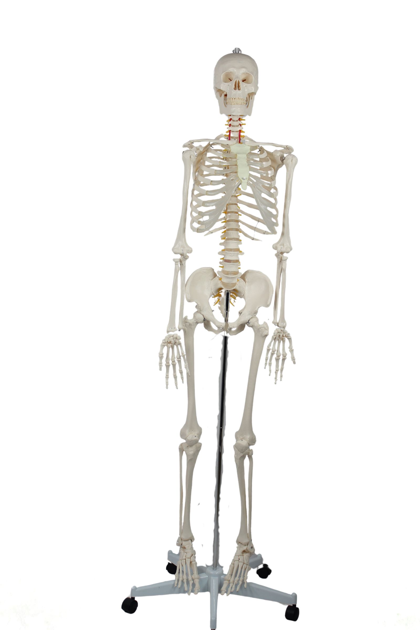 176cm skeleton model - Medical Model Manufacture-Zhongli Group