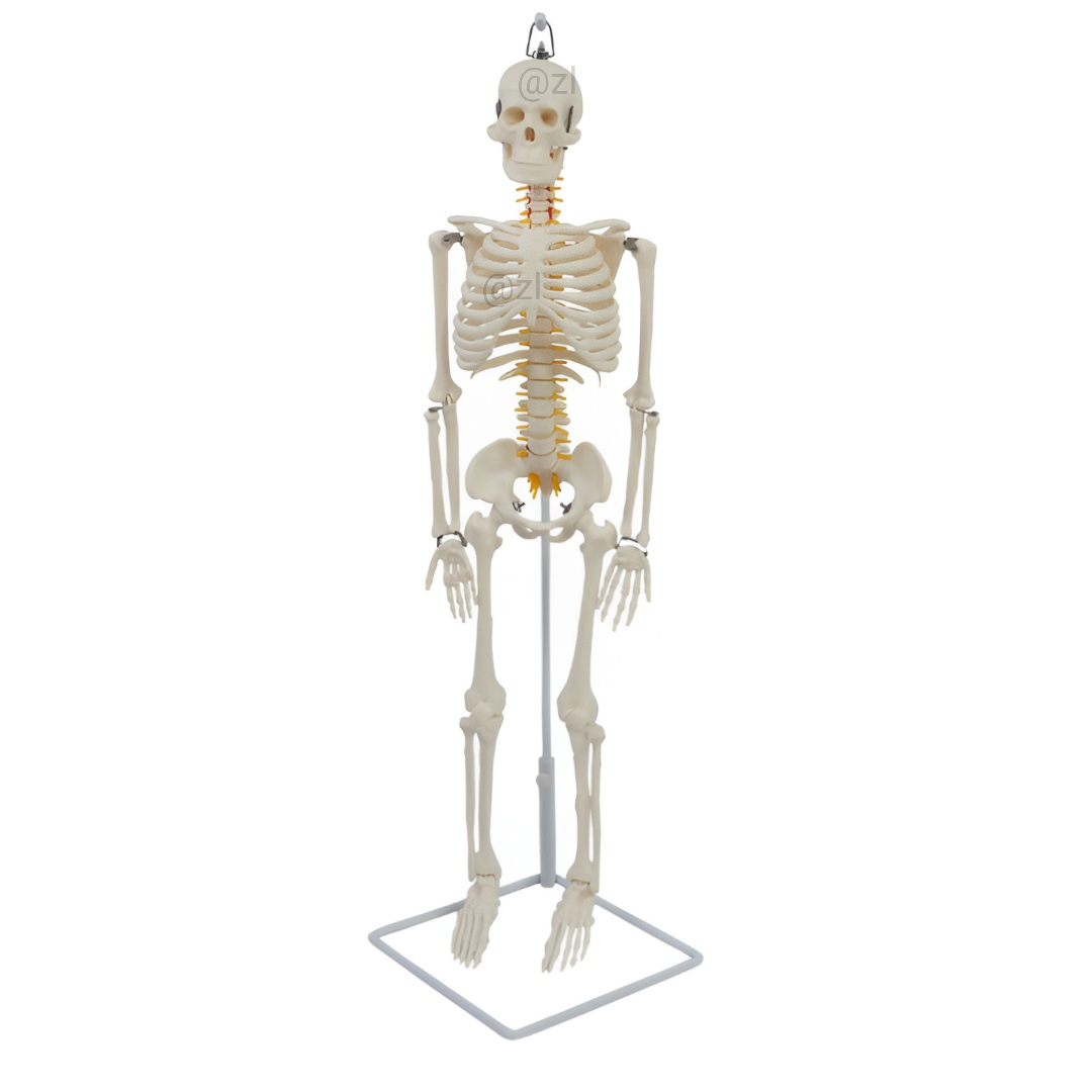 85cm Human Skeleton Model with Arteries and Nerves for Medical Teaching