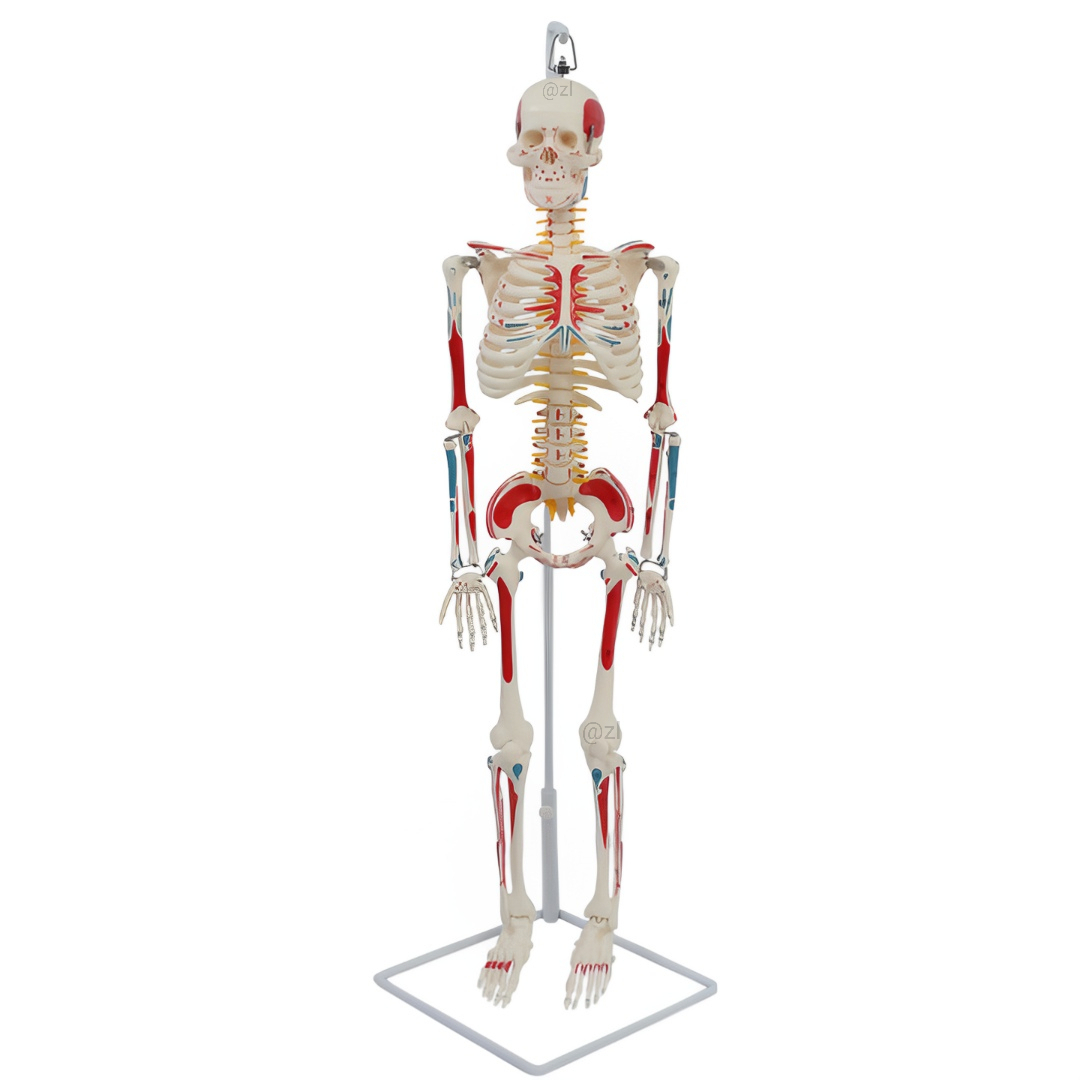 85cm Human Skeleton Model with Colored Muscles for Medical Teaching