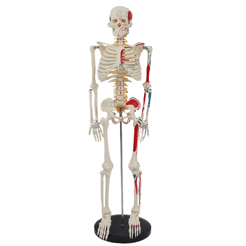 85cm Human Skeleton Model with Muscle Markings, Nerves and Discs for ...